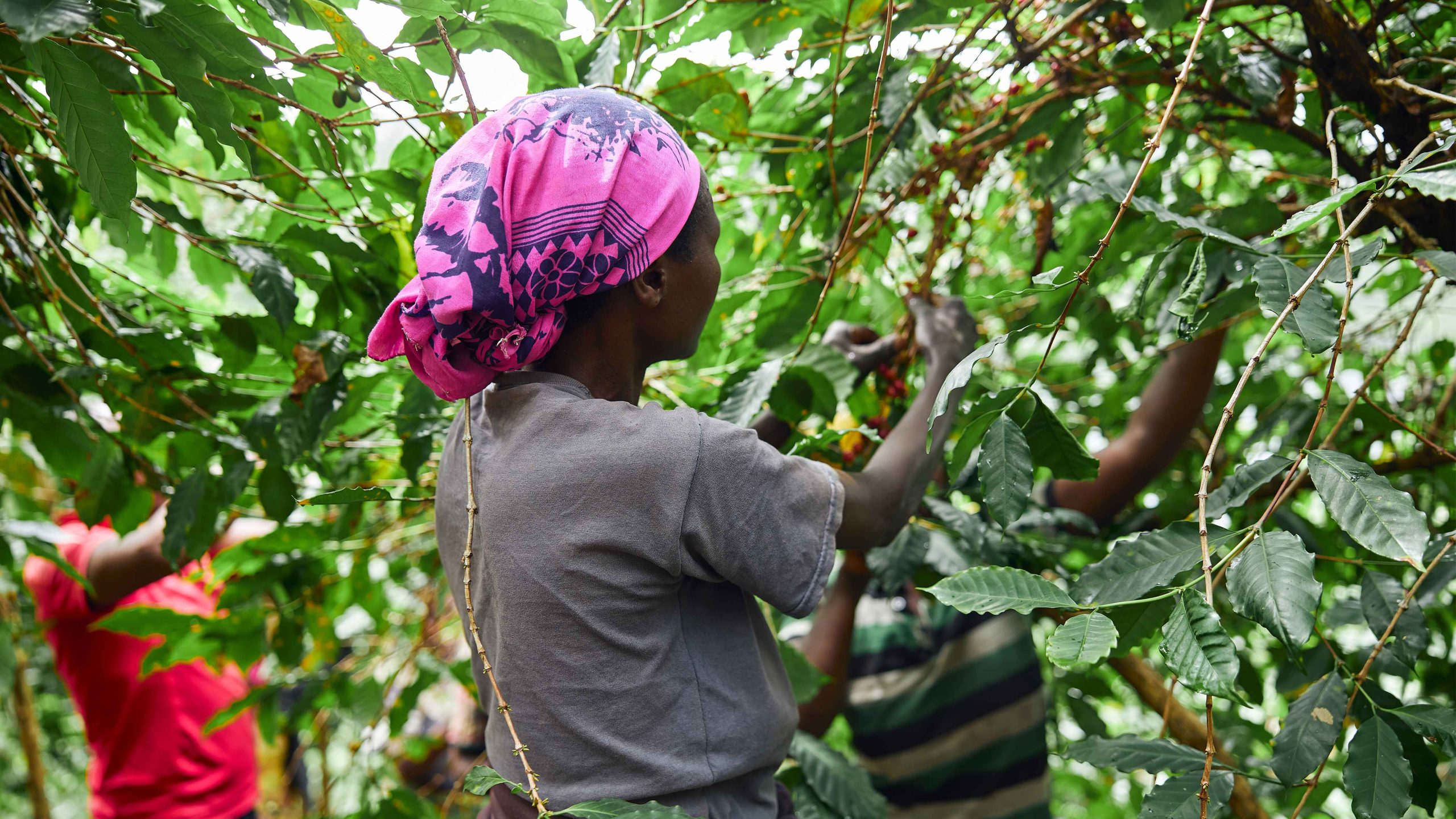 Carbon Farms - EcoHarvest
